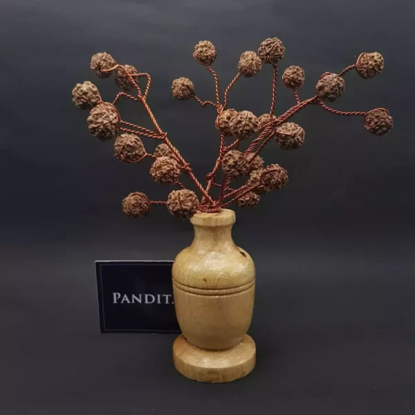 Five Mukhi Nepali Rudraksha Tree - MahaGuru