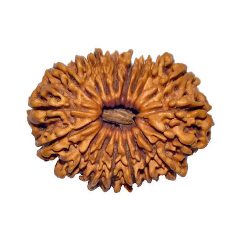 Eighteen Mukhi Premium Rare Rudraksha - MahaGuru