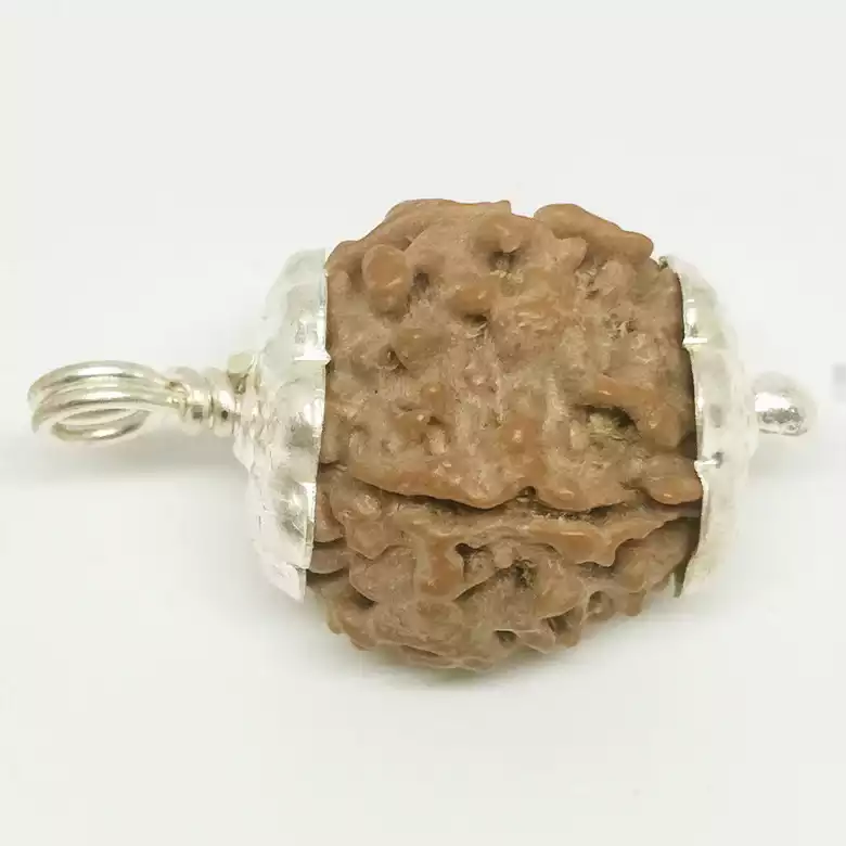 4 Faced Rudraksha - Nepal - MahaGuru