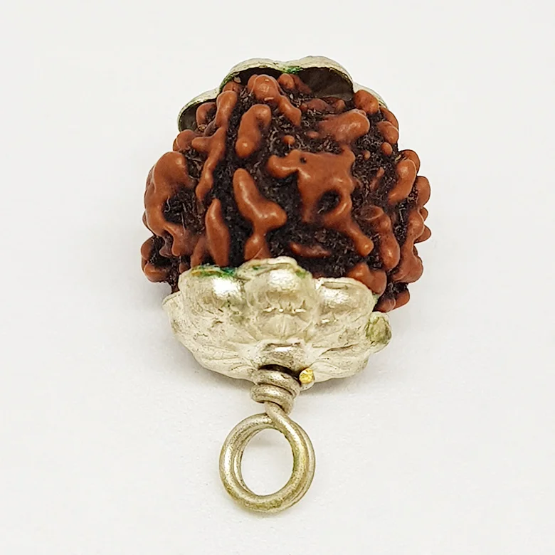 4 Faced Rudraksha - Nepal - MahaGuru