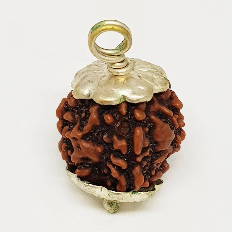 4 Faced Rudraksha - Nepal - MahaGuru