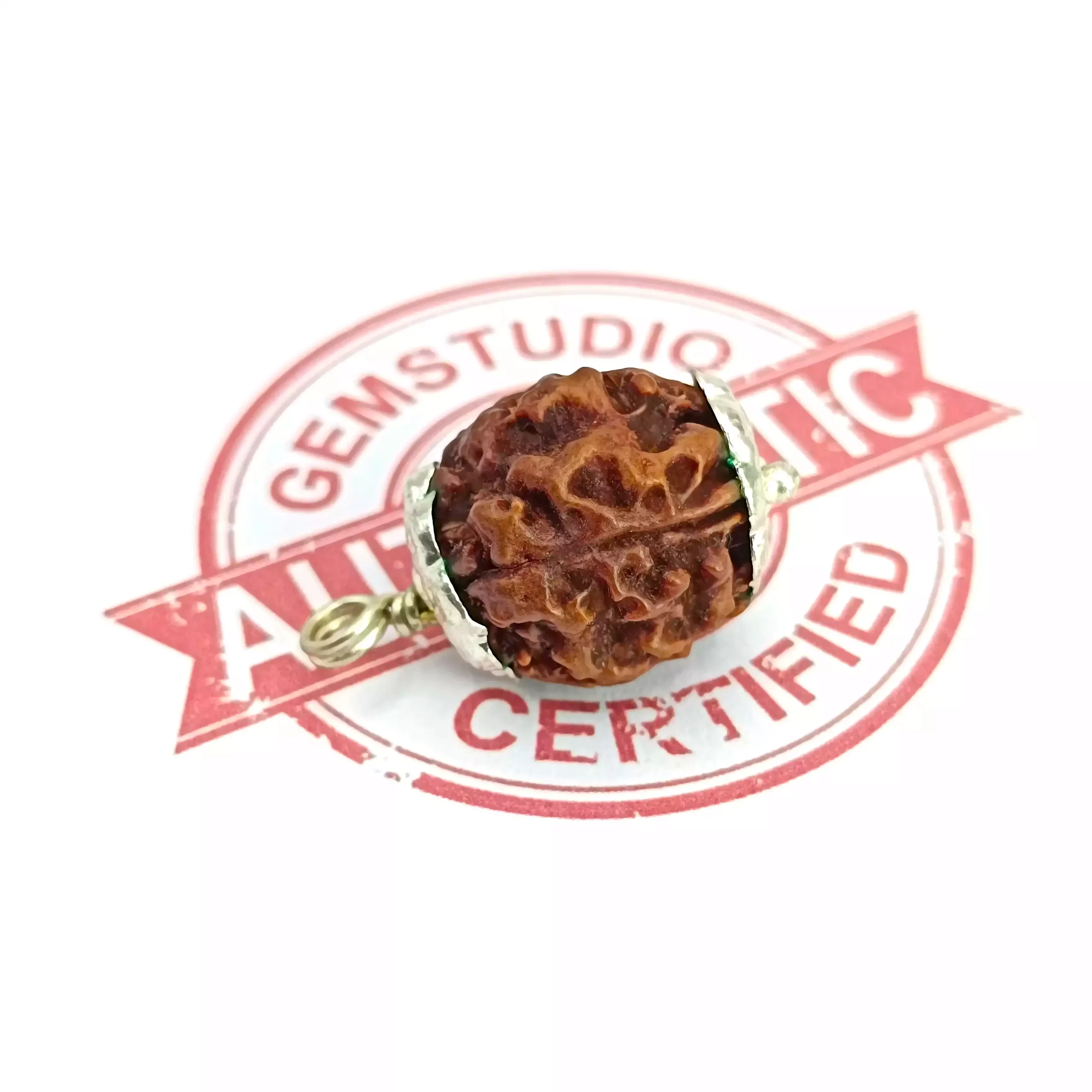 4 Faced Rudraksha - Nepal - MahaGuru