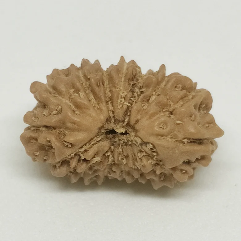 Fourteen Mukhi Premium Rare Rudraksha - MahaGuru
