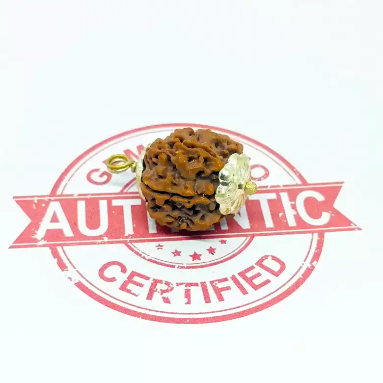 Ganesh Premium Rare Rudraksha - MahaGuru