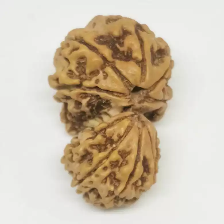 Garbh Gauri Premium Rare Rudraksha - MahaGuru