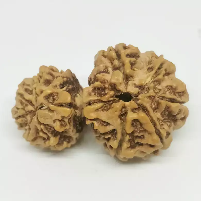 Garbh Gauri Premium Rare Rudraksha - MahaGuru