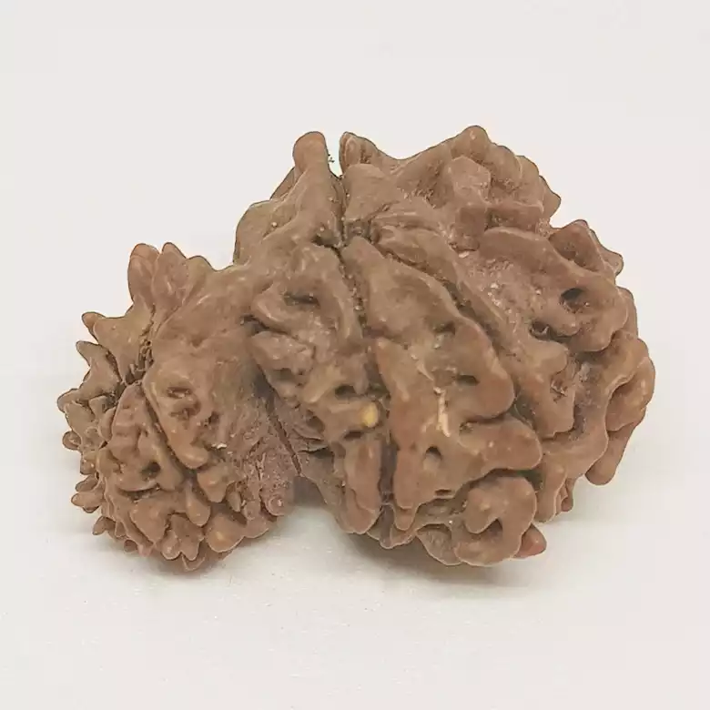 Garbh Gauri Premium Rare Rudraksha - MahaGuru