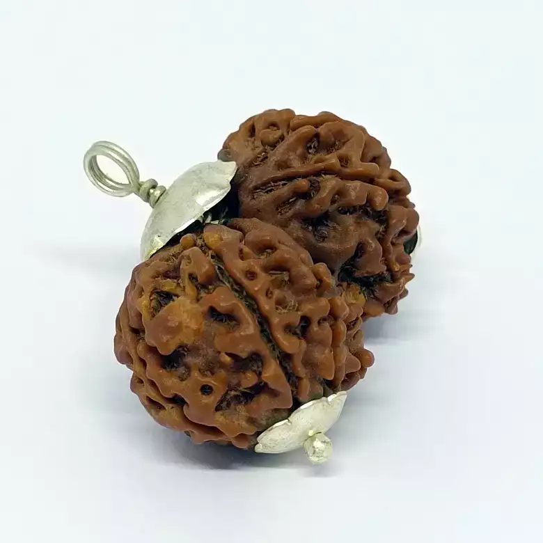 Gauri Shankar Premium Rare Rudraksha - MahaGuru