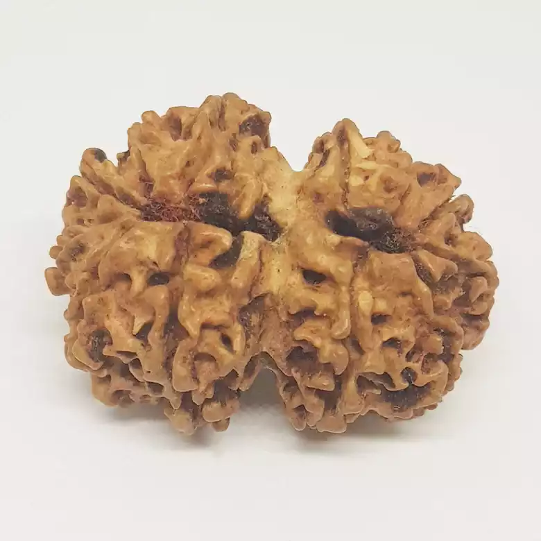 Gauri Shankar Rudraksha - Nepal - MahaGuru