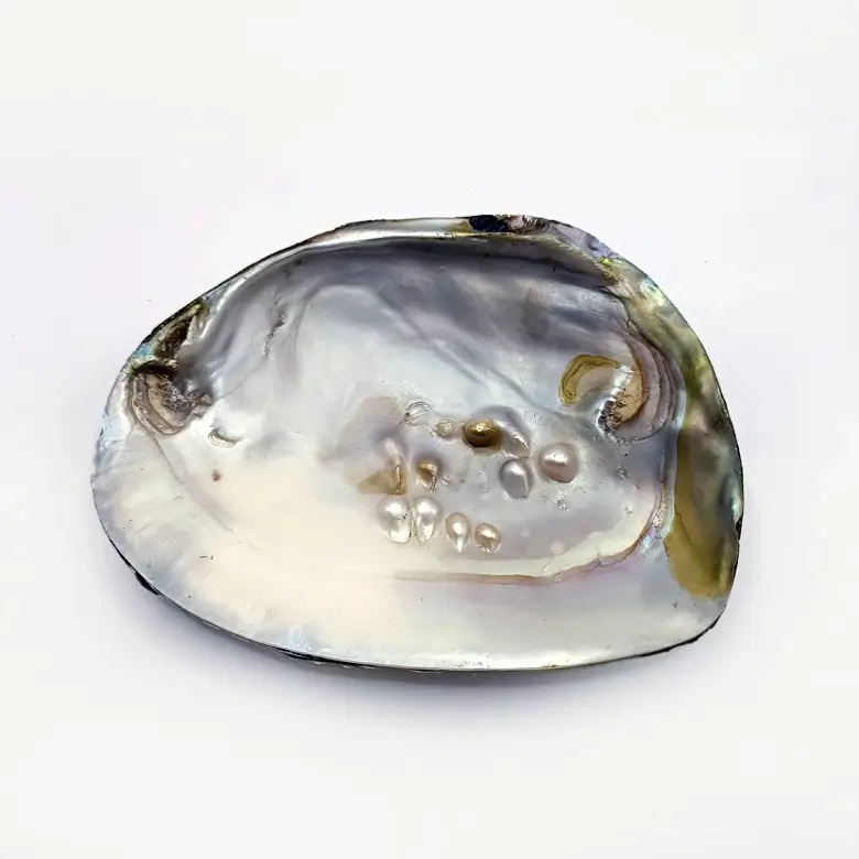 Mother of Pearl Sea Shell - MahaGuru