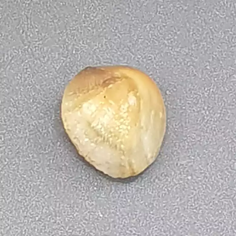 Natural Machh Mani - MahaGuru