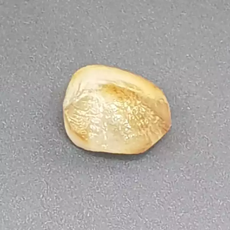 Natural Machh Mani - MahaGuru