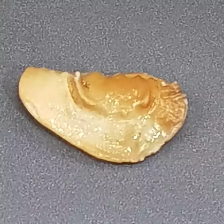 Natural Shukra Mani - MahaGuru