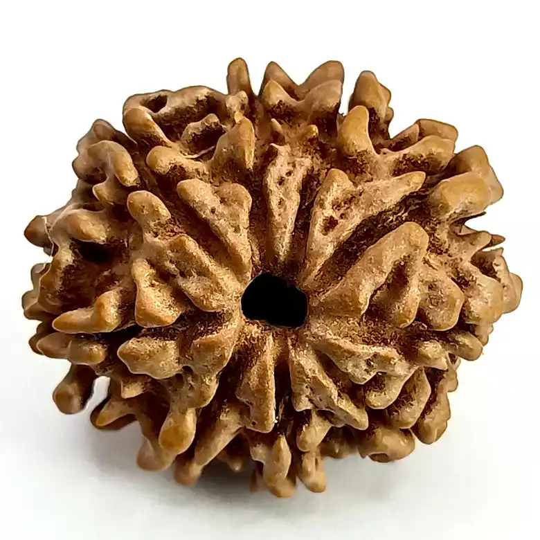 9 Faced Rudraksha - Nepal - MahaGuru