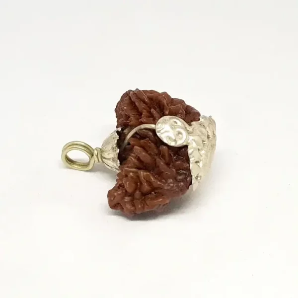 1 Faced Rudraksha - India - MahaGuru