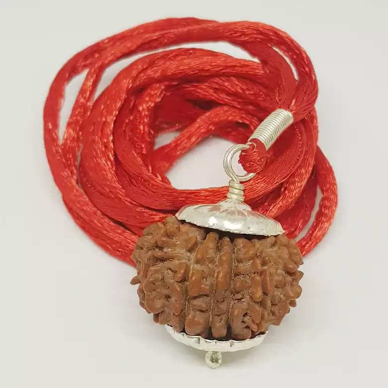 13 Faced Rudraksha - Nepal - MahaGuru