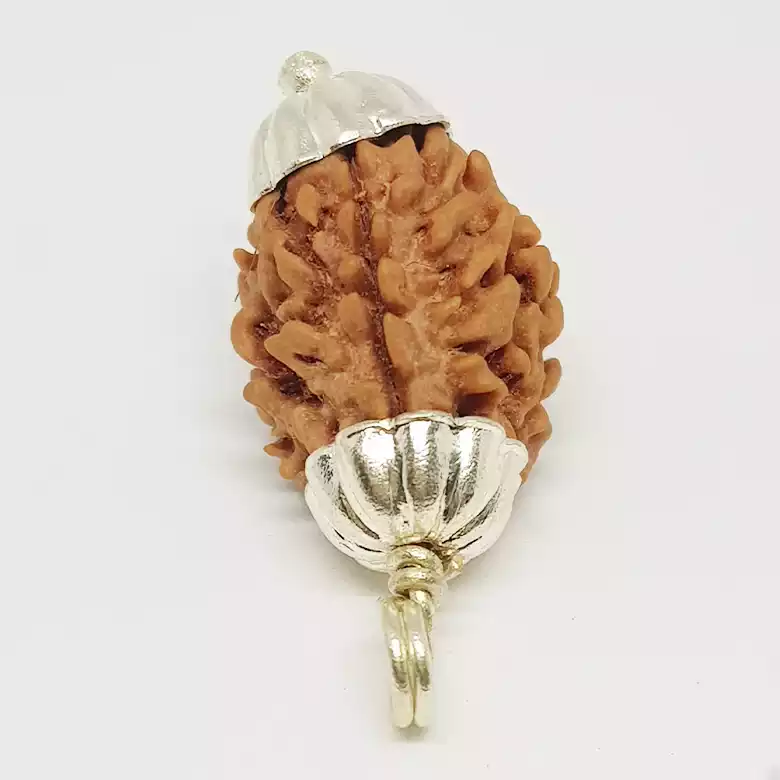 3 Faced Rudraksha - Nepal - MahaGuru