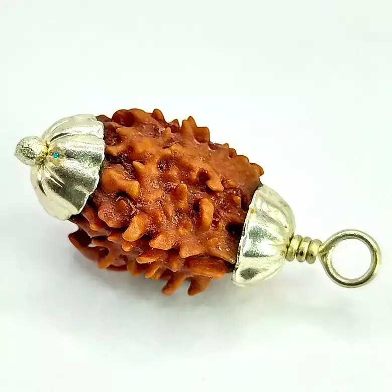 3 Faced Rudraksha - Nepal - MahaGuru