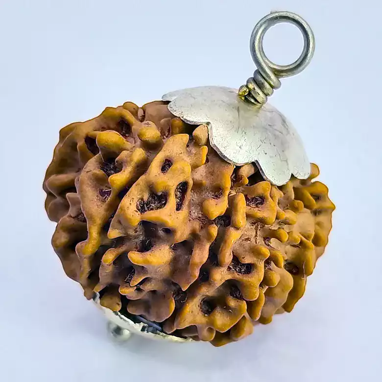 12 Faced Rudraksha - Nepal - MahaGuru