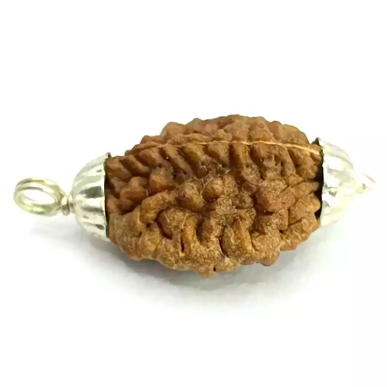2 Faced Rudraksha - India - MahaGuru